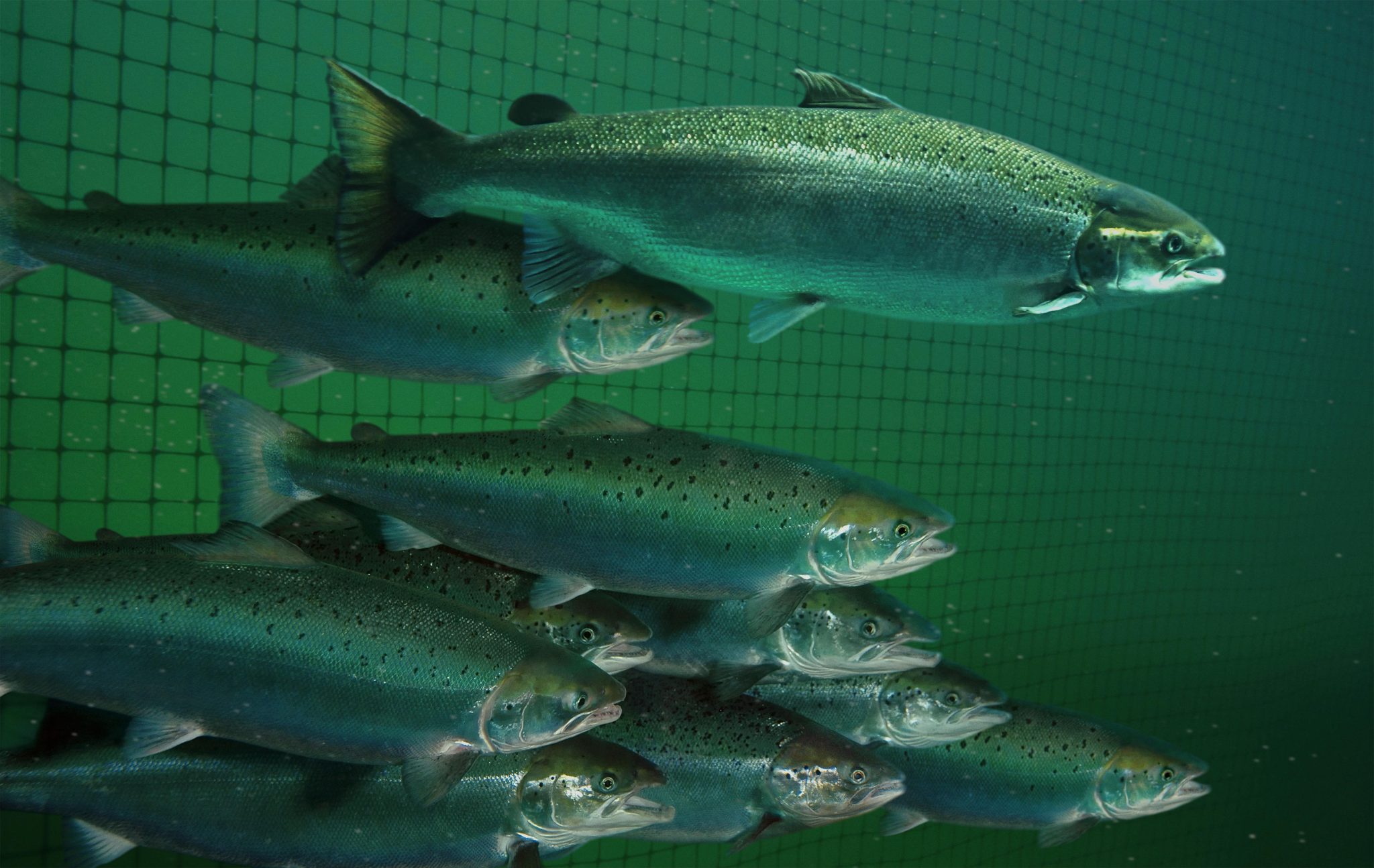 Sistema RAS - KAFFC | Autoridad en acuicultura